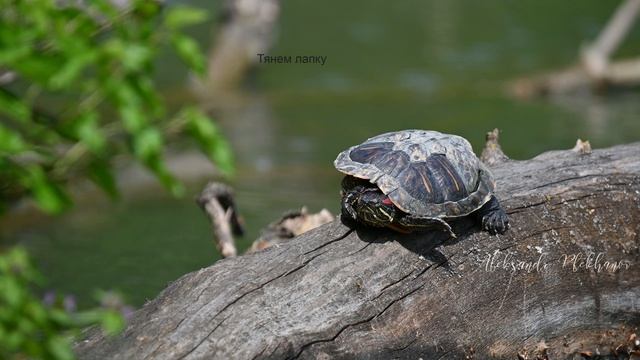 Гимнастика на бревне