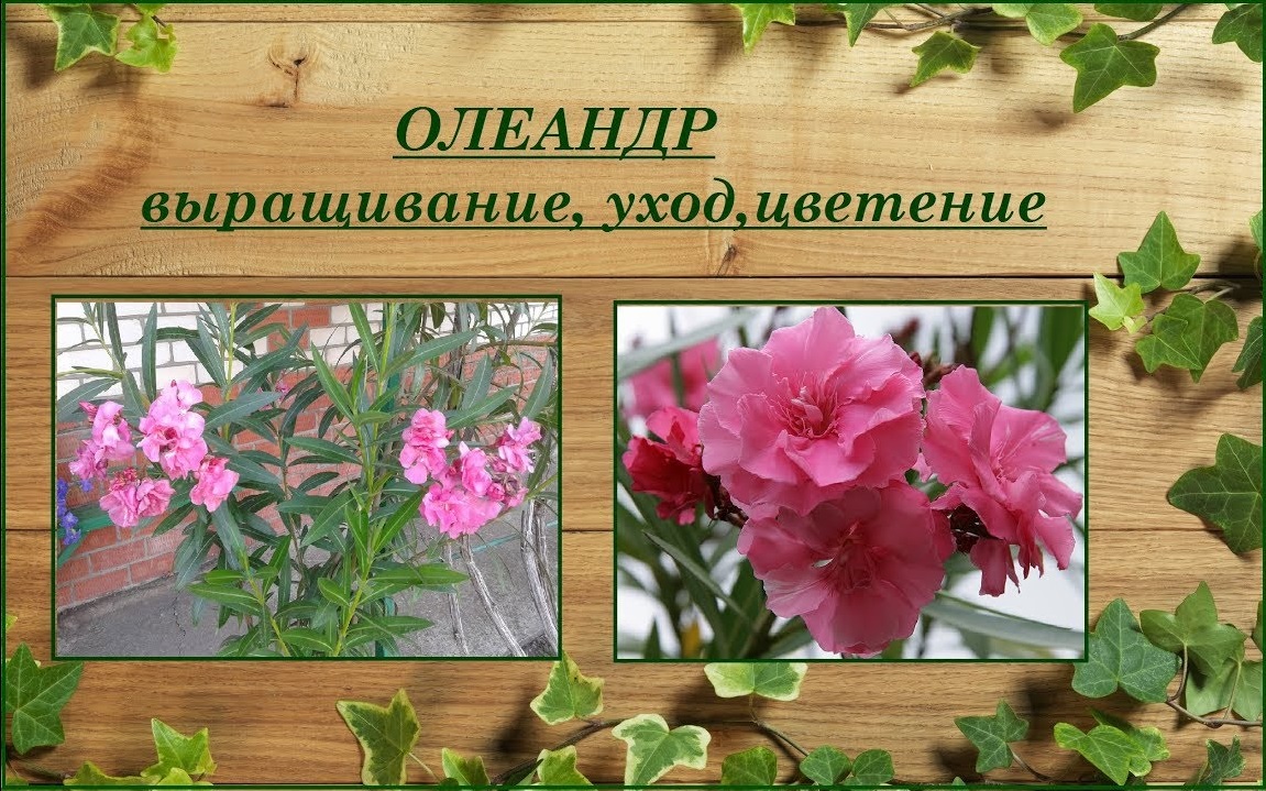 Олеандр выращивание, уход, содержание зимой