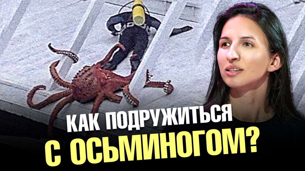 Может ли осьминог утащить вас на дно? - Морской биолог Ирина Мейнцер | Ученые против мифов 20-5