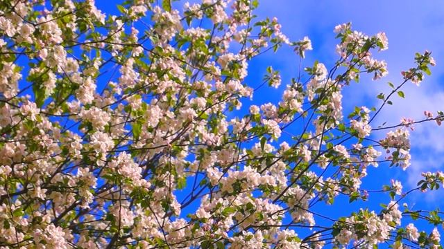 Яблони и небо