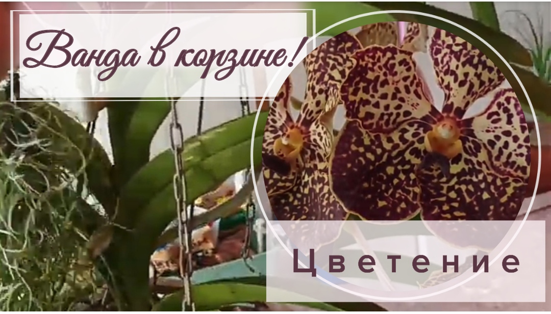 Цветение ванды. Ванда в корзине.