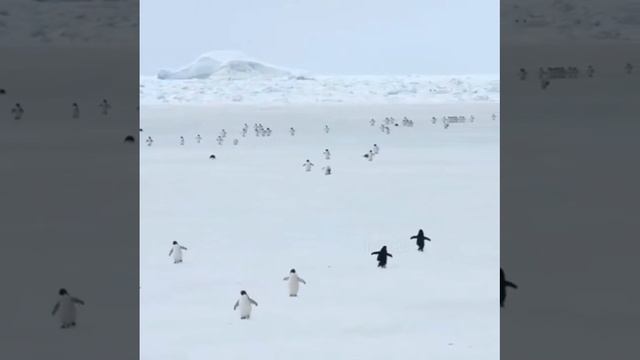 Как ходят пингвины в 3X:)