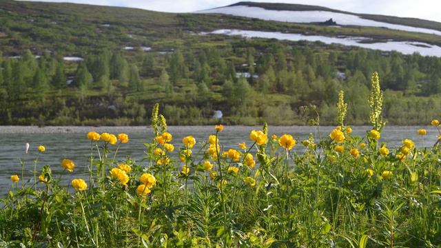 Ночь Ивана Купалы