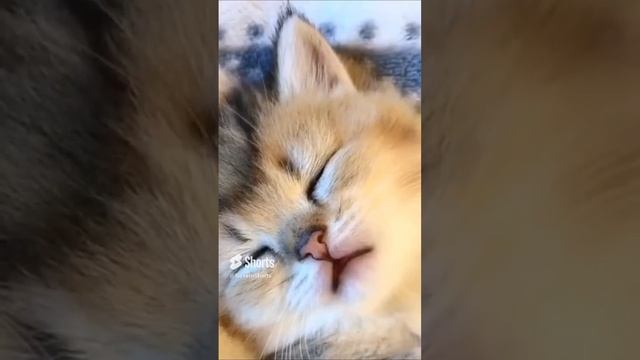 Котёнок 2023, часть №22?