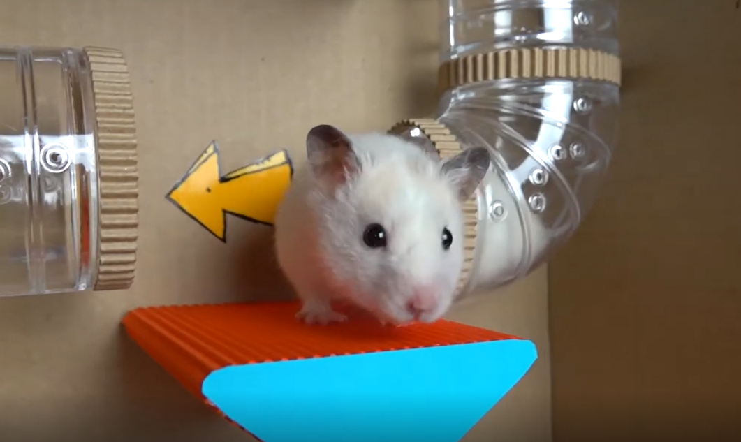?Хомяк сбегает из лабиринта!? Хомяк сирийский! Смешные видео про животных! Тренды 2022! ?