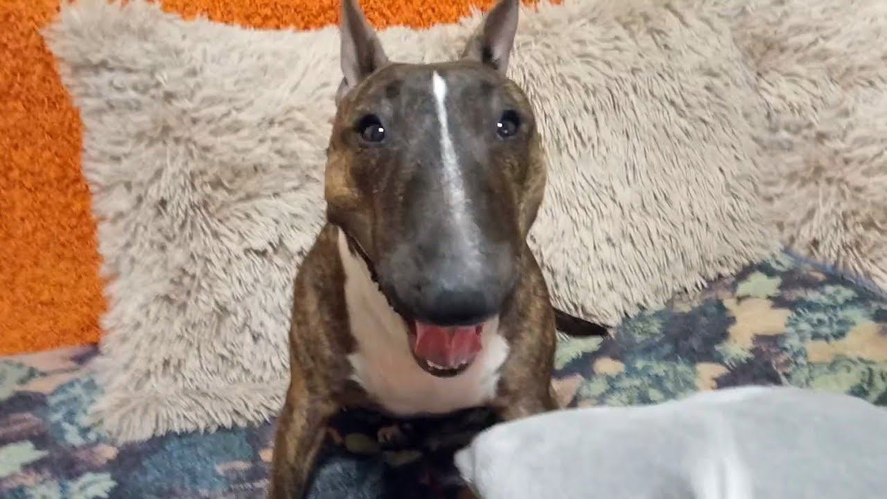 Щекоталки Слоном и Юммкины Хохоталки )