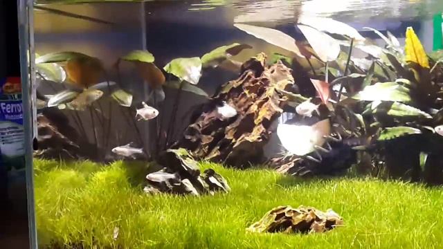 пристелла 2 .mp4