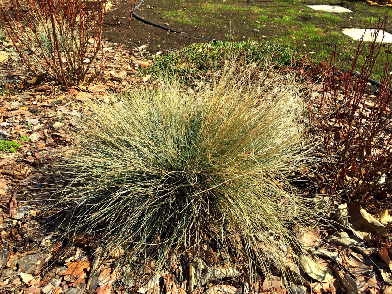 Прогулка по весеннему саду