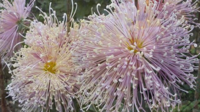 Бал хризантем