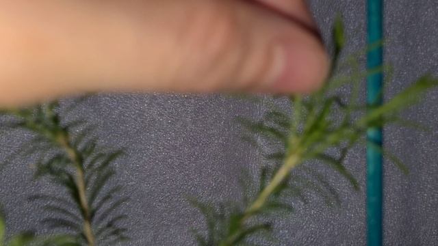 Мирт Мелалеука альтернифолия 2