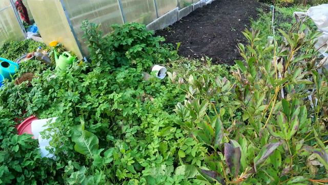 крыска забрала своих детей