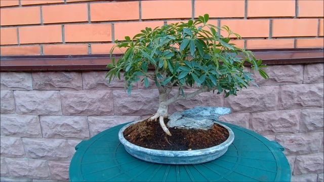 Бонсай шефлера на камне Schefflera on the stone формируется с марта 2010 года осень 2022 год