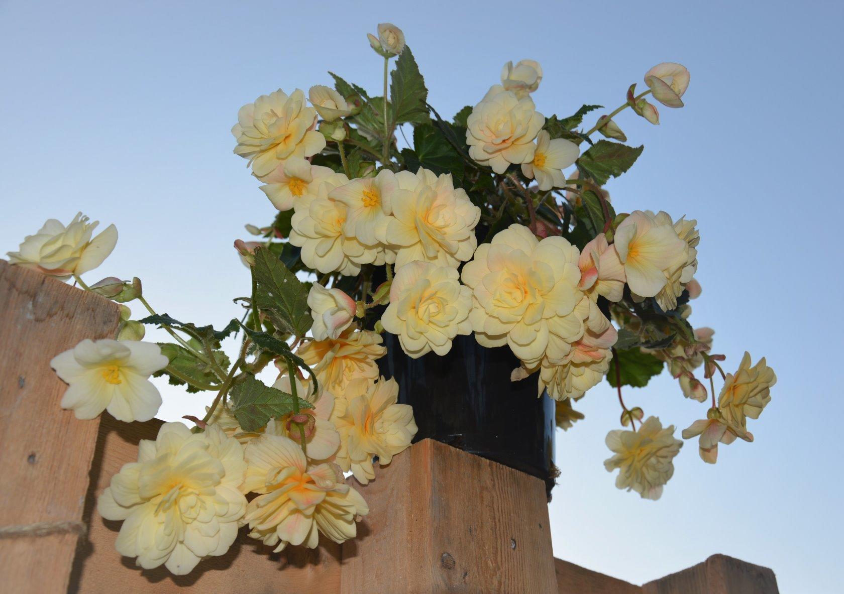 Бегония. Само очарование