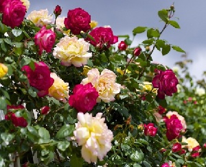 АКАШАРИФ ҶӮРАЕВ ВА КАРИМ ЗОКИРОВ