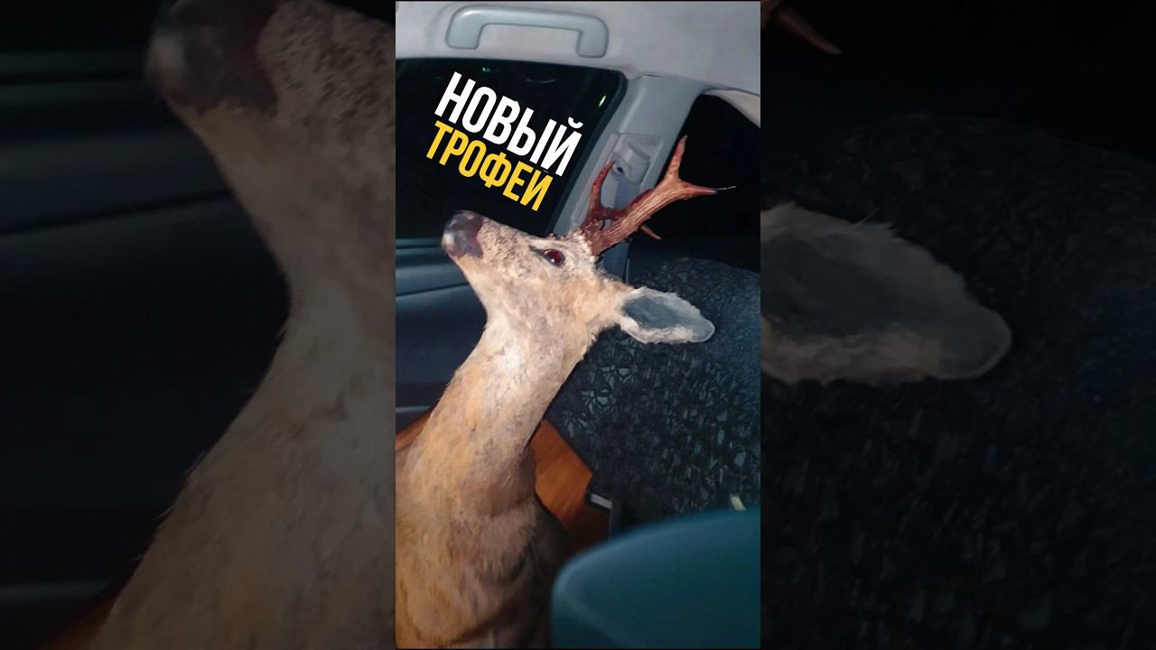 НОВОЕ ЧУЧЕЛО КОСУЛИ #охотарыбалка #hunting #охота #косуля #чучело #добыча