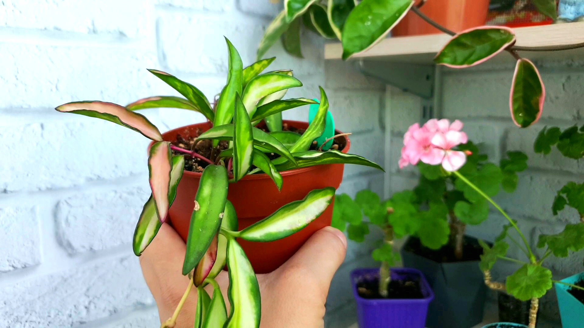 Мои Цветочные Джунгли?⚘(Жара + 30)?