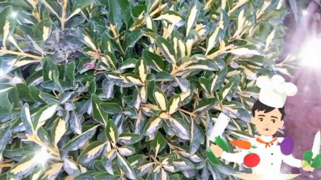 Красивое поздравление повару на День рождения в стихах