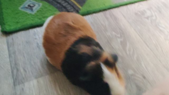 1 сезон 8 серия Новый друг морс. свинки#2