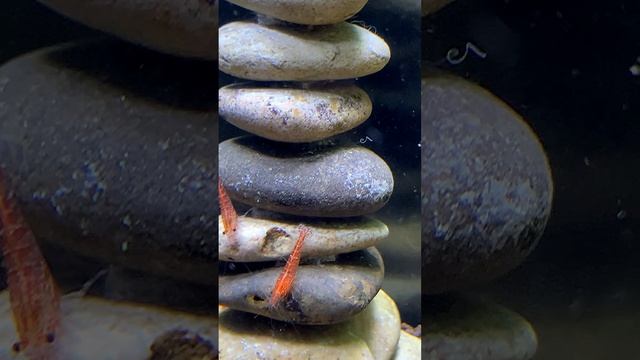Повседневность аквариумных креветок видео