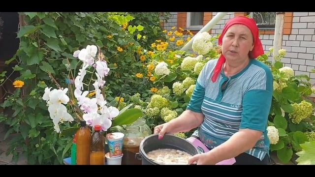 Выращивание  гортензии _история моей гортензии _любимые подкормки гортензии.