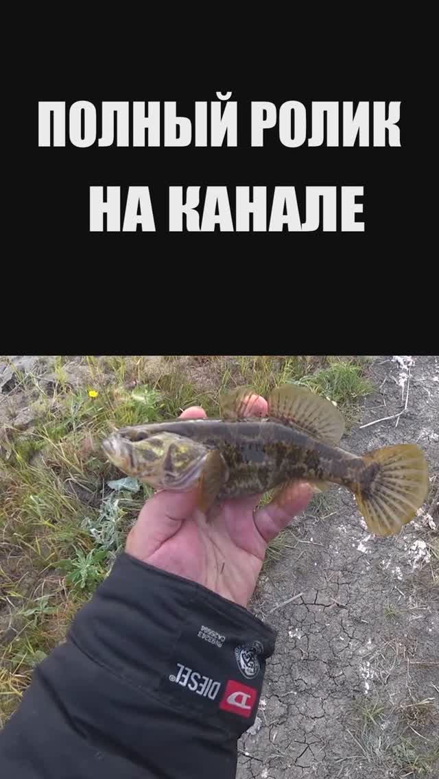 Просто тигр,тигр !