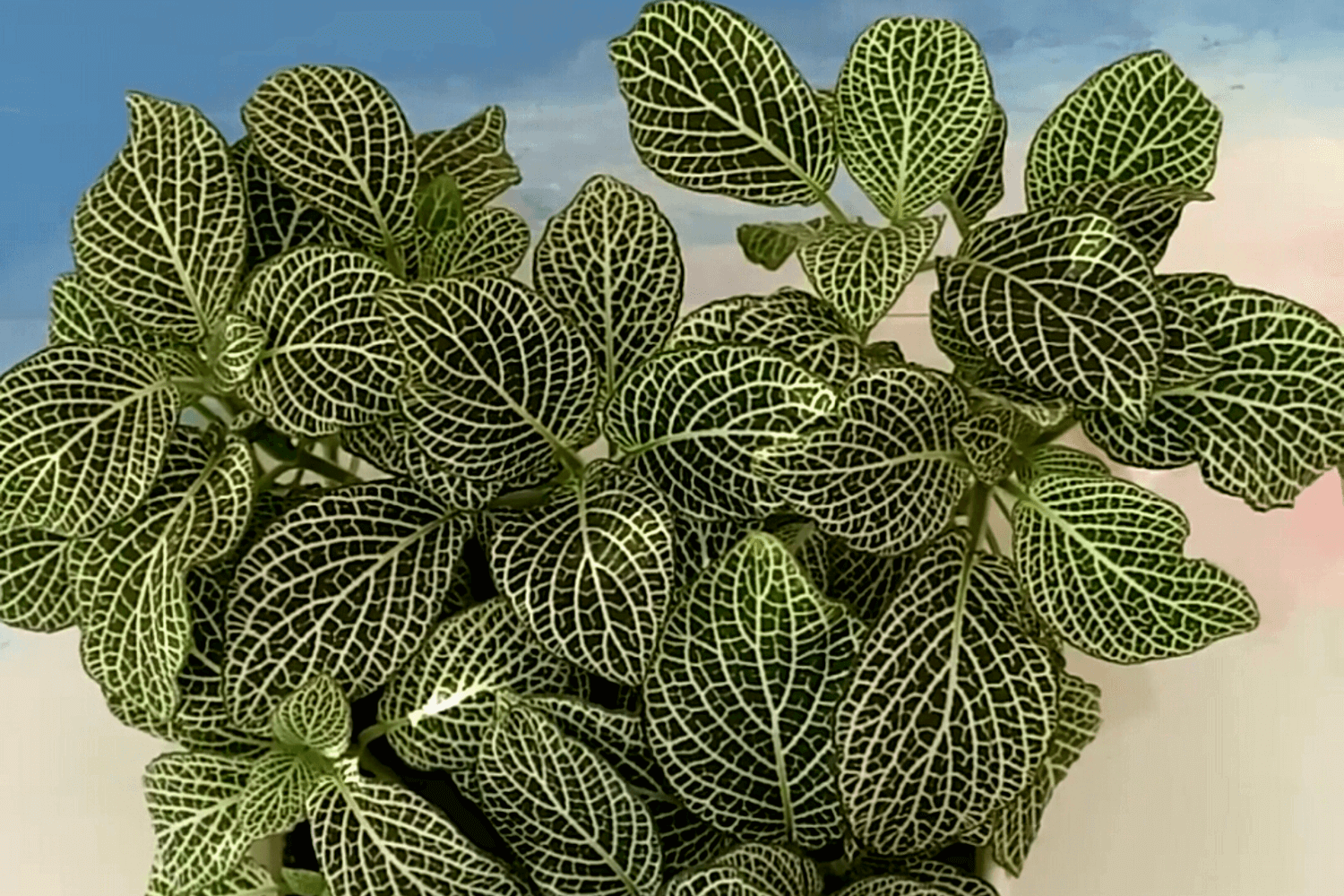Фиттония серебристожилковая (Fittonia Аgryroneura)