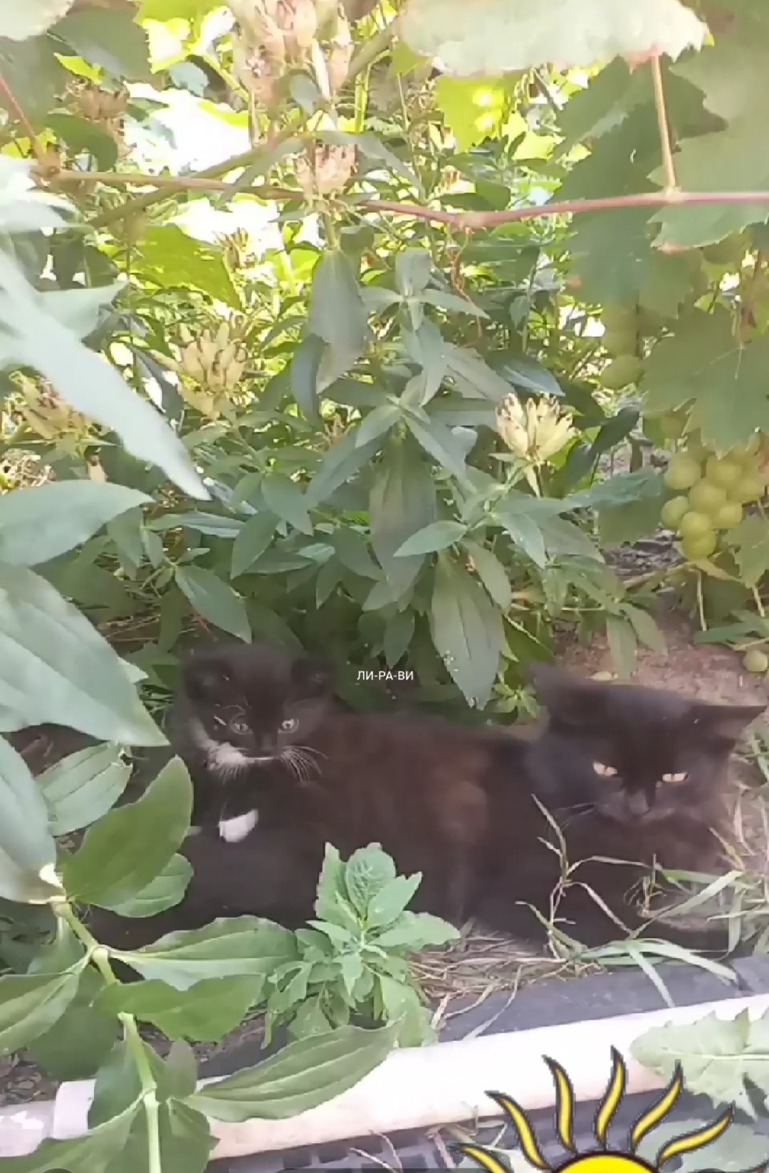 Котики отдыхают.#Shorts