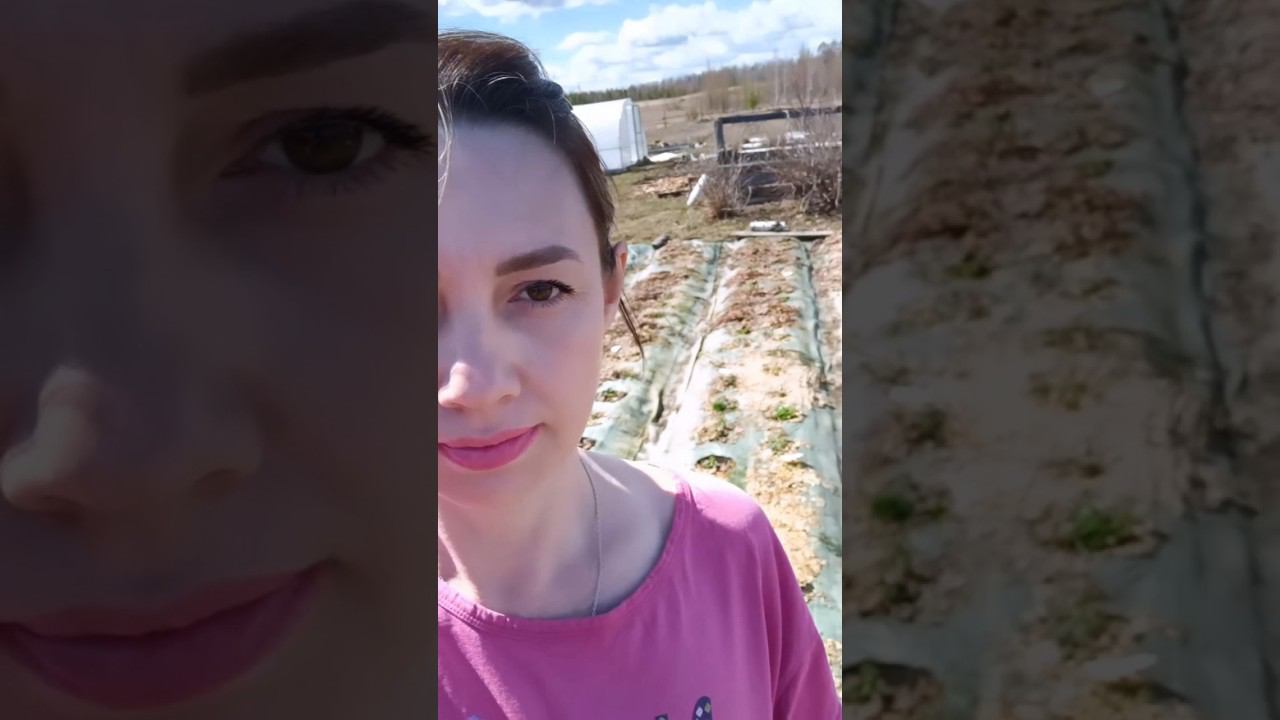 Навожу красоту на клубничных грядках