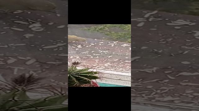 У кормушки. Зеленушка