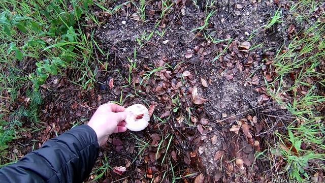 Первые грибы марта.Елочка возвращается домой(приключения елочки).