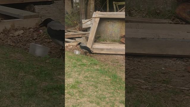 Ворона ворует еду у кошек. Жизнь на даче