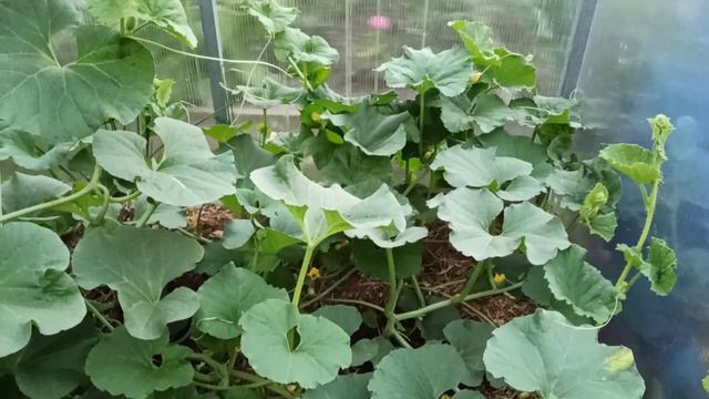 Как мы за пять лет из пустого участка сделали "конфетку", или Фруктовый сад моей мечты