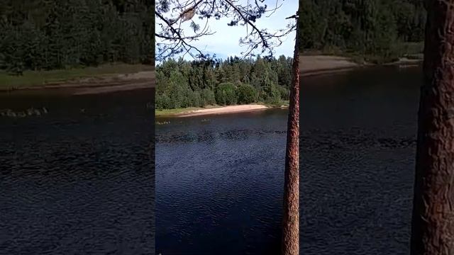 В диких условиях Кордон лесника_1080p.mp4