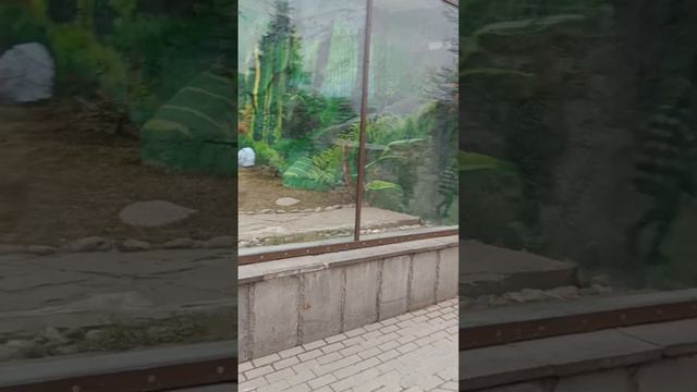 Московский зоопарк. 1 серия