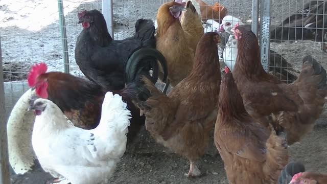 Чёрное мясо Голубые яйца