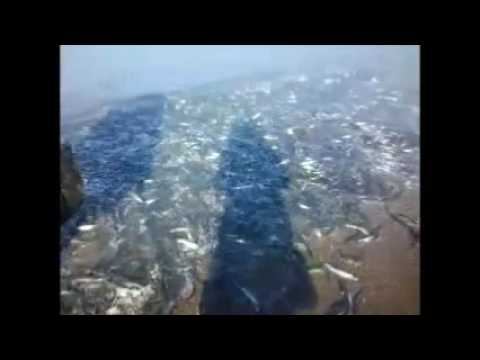 Мой Сахалин. Собираем уёк (мойву)