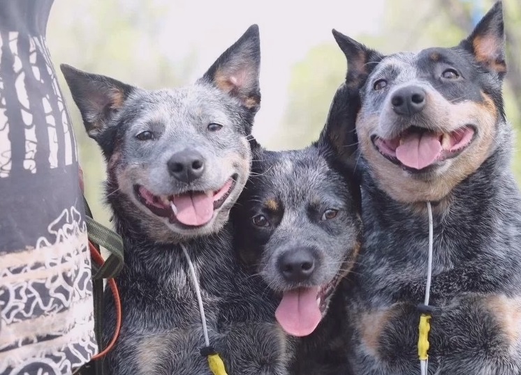Австралийские хилеры - в программе Дело ведёт Мур-р-р"
