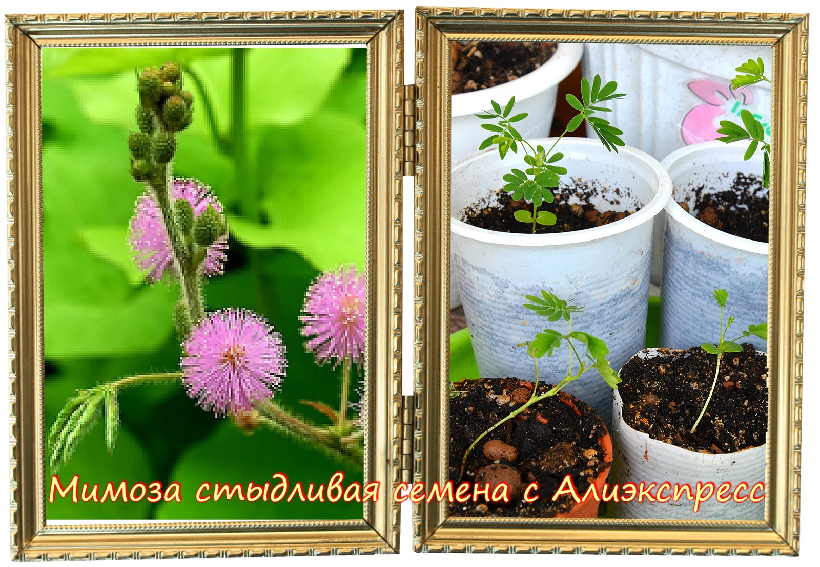 ✅? Семена мимозы с Алиэкспресс проросли