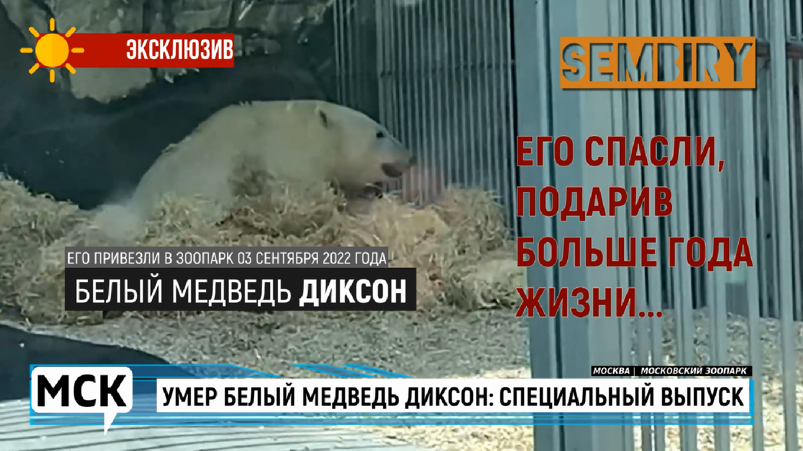 УМЕР БЕЛЫЙ МЕДВЕДЬ ДИКСОН: СПАСЛИ, ПОДАРИВ БОЛЬШЕ ГОДА ЖИЗНИ. ЭКСКЛЮЗИВ. МСК. Выпуск от 20.09.2023