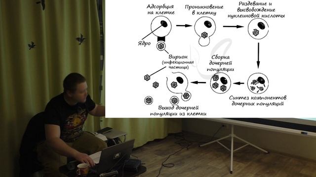 О вирусах | Научпоп в Эканте