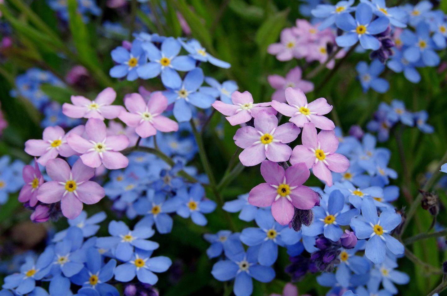 Незабудка альпийская РЕЛАКС ТЕРАПИЯ ВАЛЬС ИМПРОВИЗАЦИЯ композитор Виктор Анохин #music #piano #цветы