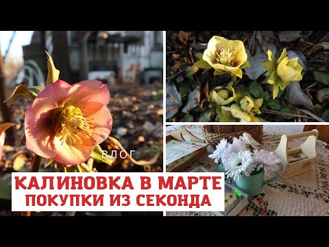 Калиновка в марте / Морозники / Покупки в секонде