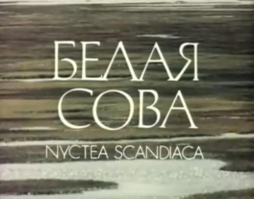 В объективе животные. Белая сова