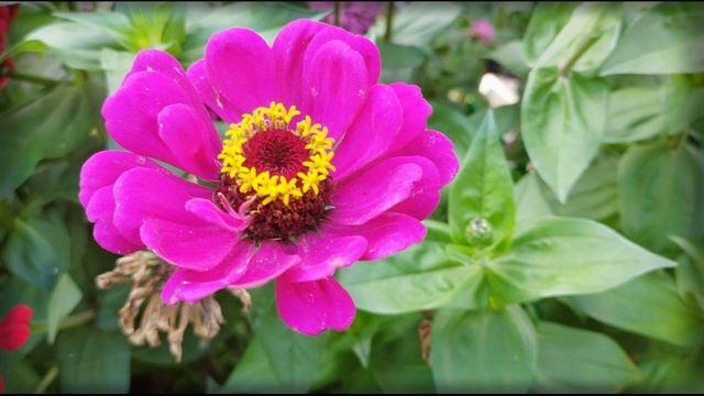 Цветы видеомонтаж на заказ портфолио