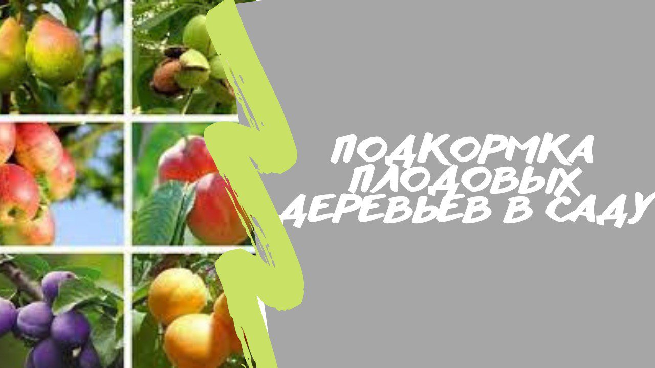 Подкормка плодовых деревьев в саду?????