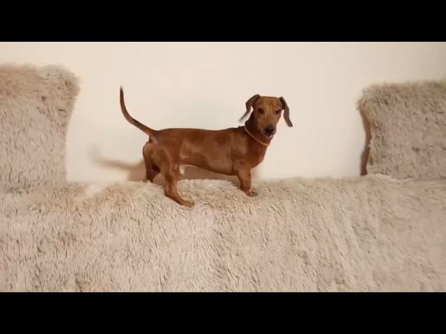 Такса Радар - царь горы (или дивана))