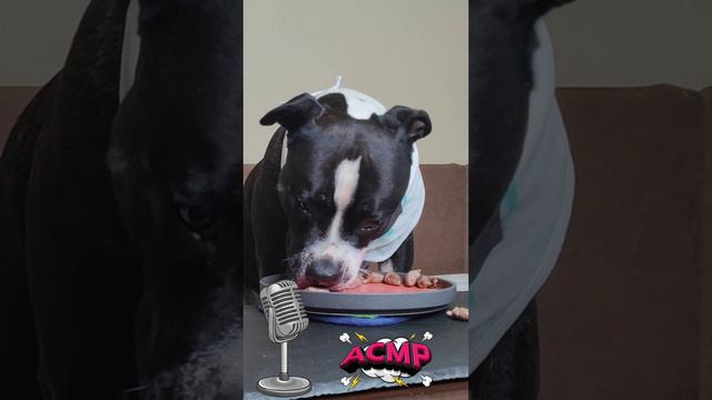 АСМР Куриные сердечки! 👂 #асмр #мукбанг #стаффбуль #еда #сердце #курица #животные #собака #итинг