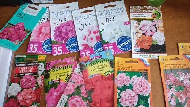 Пеларгония из семян 4 месяца от посева.