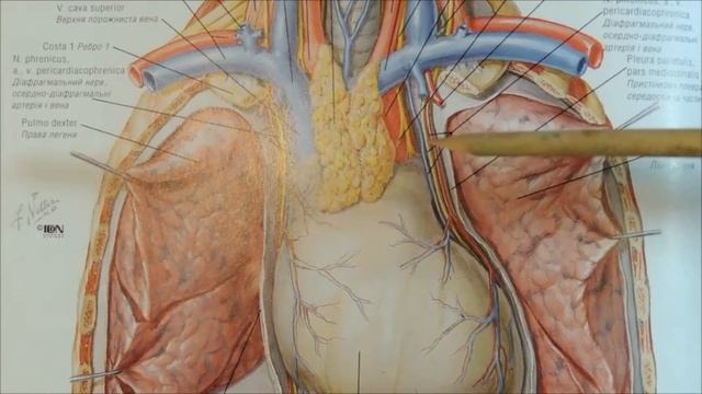 Сосуды и нервы средостения