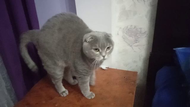 Наши гостьи.